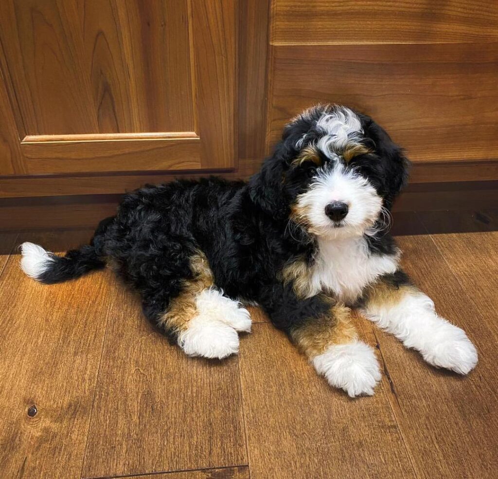 Tiny Bernedoodle Breeder - Micro Bernedoodle Breeders